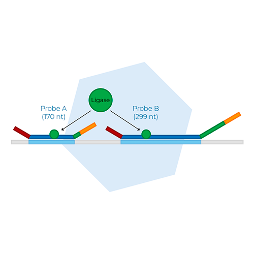 Citogenômica – CITOGEM
